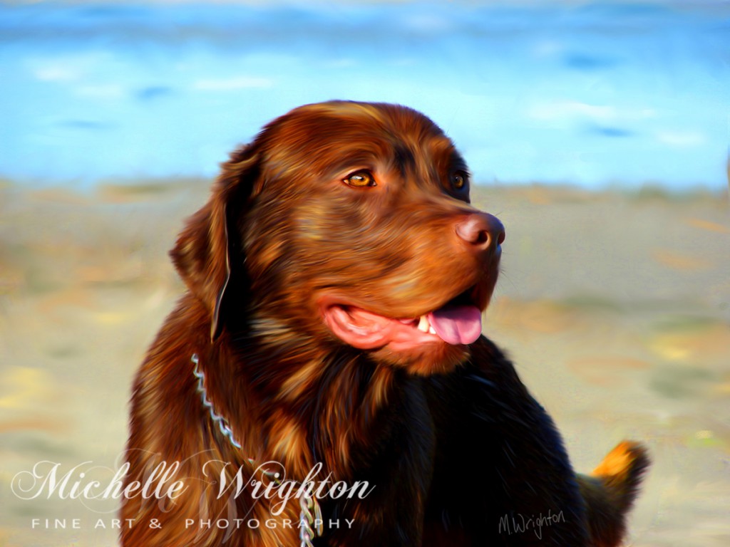 Bosco - Labrador Retriever at the Beach - Michelle Wrighton Photography